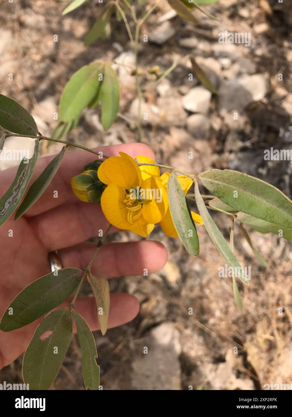 flor de San Jose (Senna atomaria) Plantae Stock Photo - Alamy