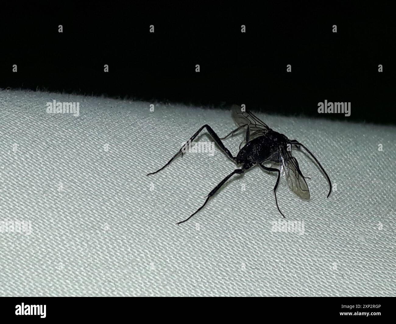 Ensign Wasps (Evaniidae) Insecta Stock Photo - Alamy