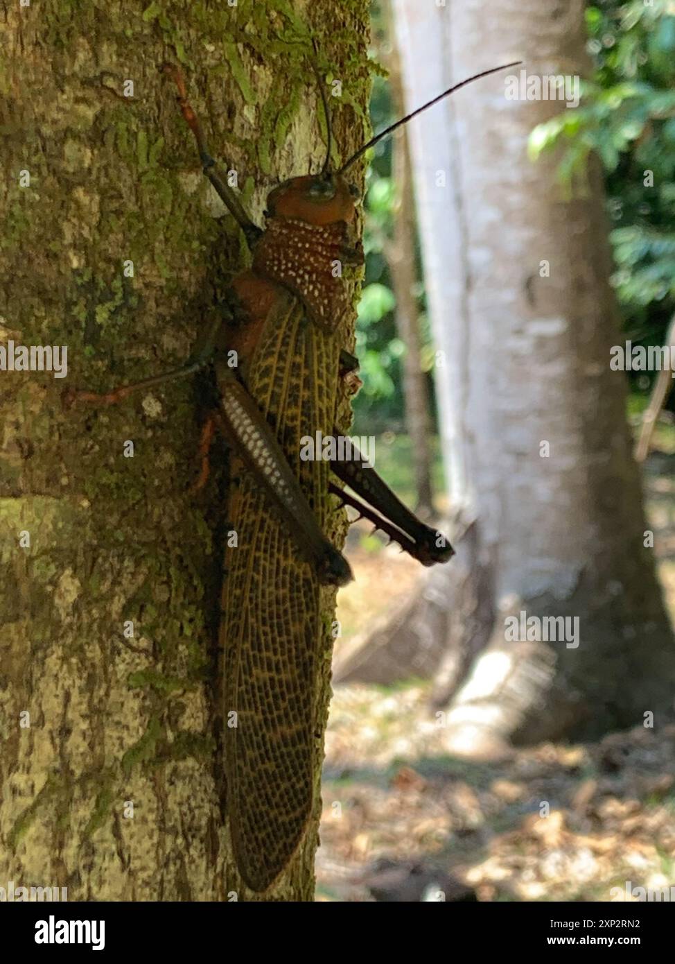 giant red-winged grasshopper (Tropidacris cristata) Insecta Stock Photo ...