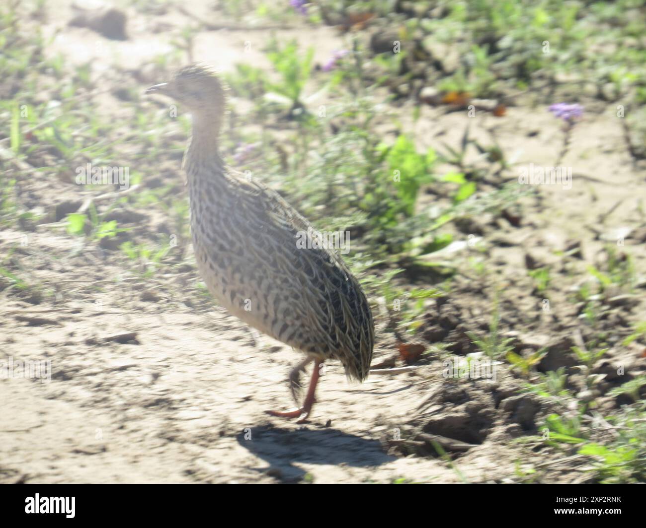 Spotted Nothura (Nothura maculosa) Aves Stock Photo - Alamy