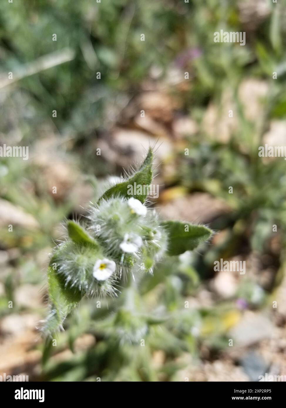 bearded cryptantha (Cryptantha barbigera) Plantae Stock Photo - Alamy