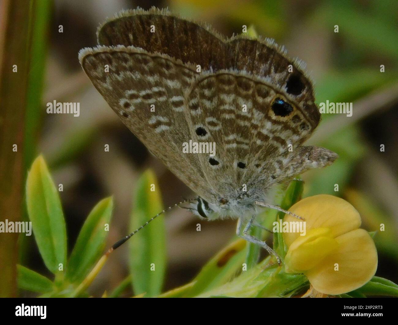 Ceraunus Blue (Hemiargus ceraunus) Insecta Stock Photo - Alamy