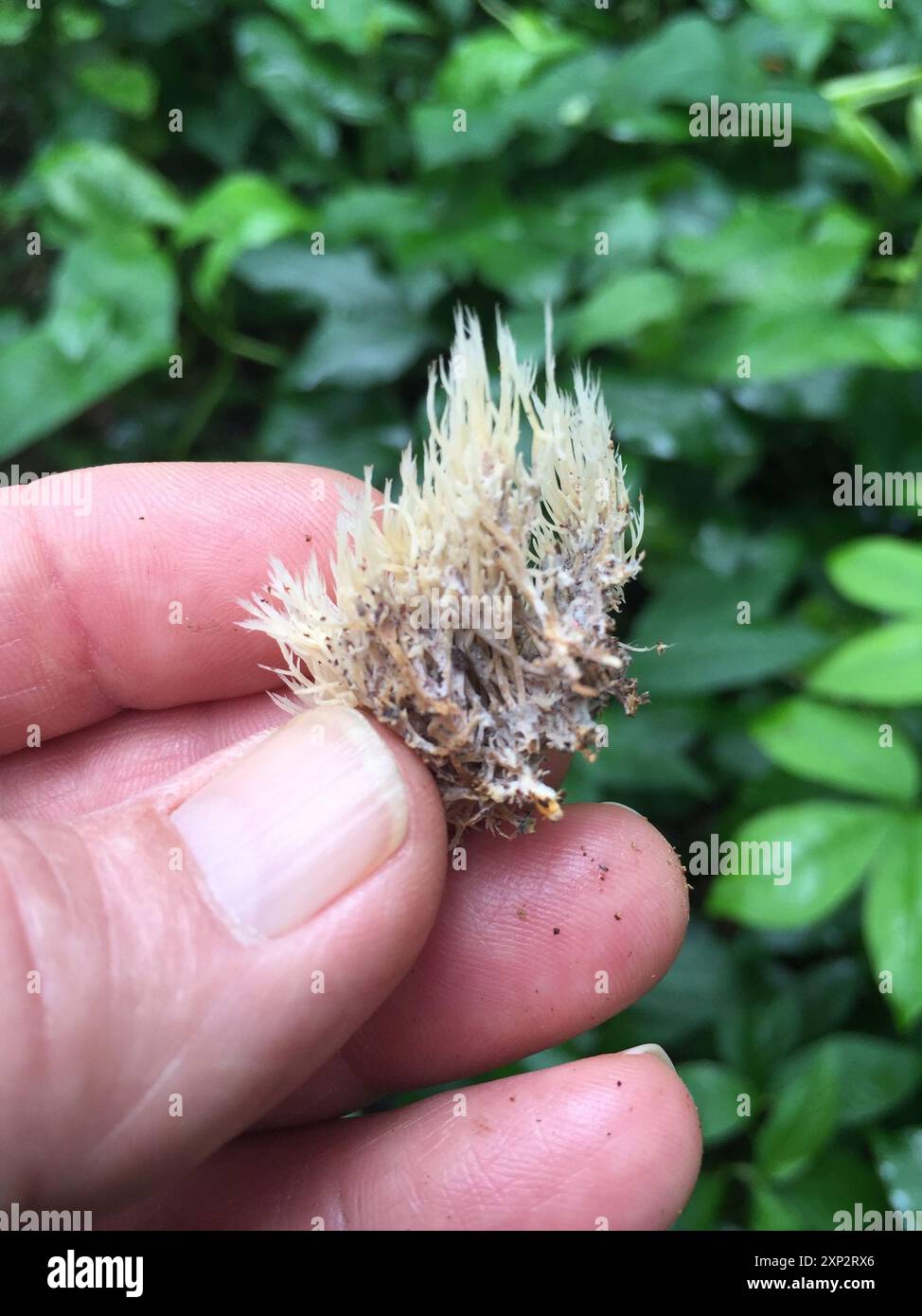 antler and spindle fungi (Clavariaceae) Fungi Stock Photo - Alamy