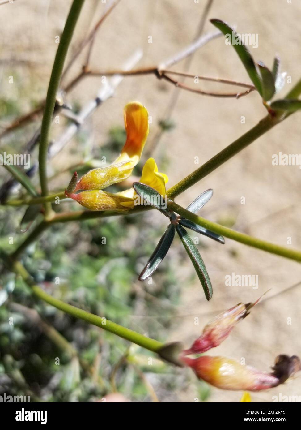 shrubby deervetch (Acmispon rigidus) Plantae Stock Photo - Alamy