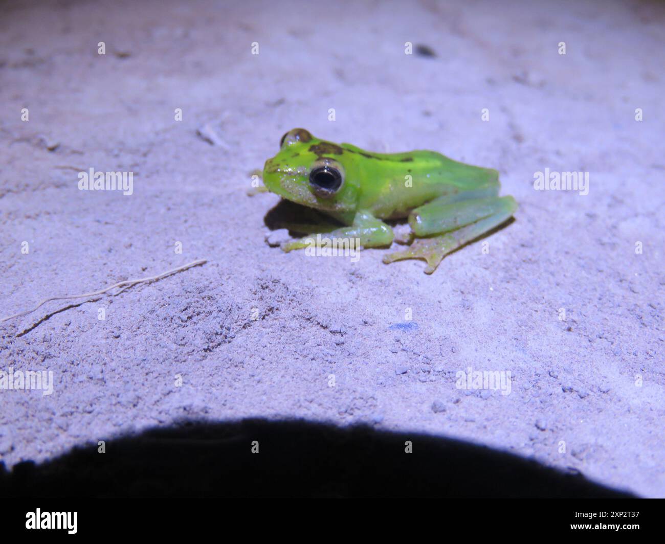 Polka dot tree frog boana punctata hi-res stock photography and images ...