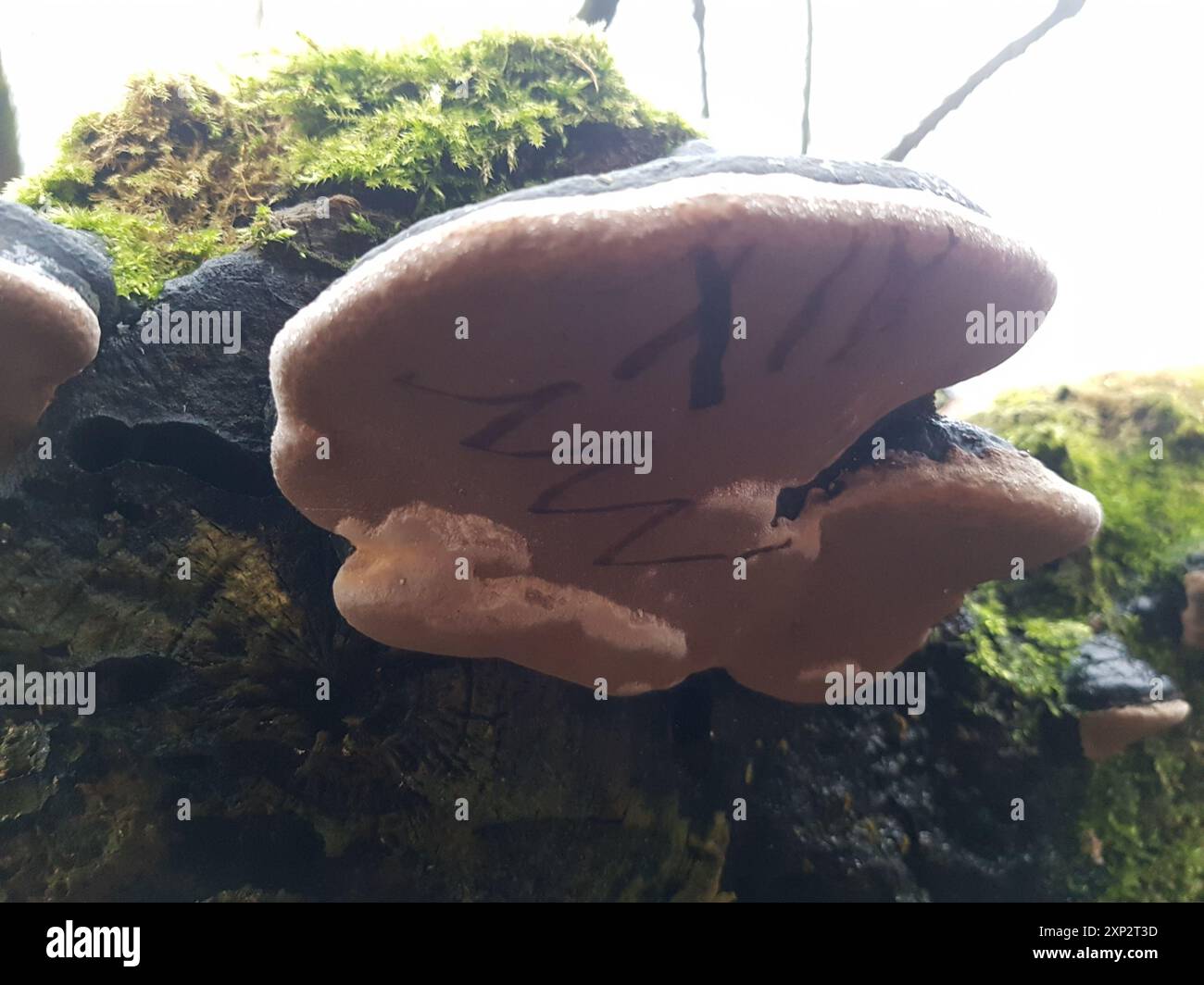 artist's bracket (Ganoderma applanatum) Fungi Stock Photo - Alamy