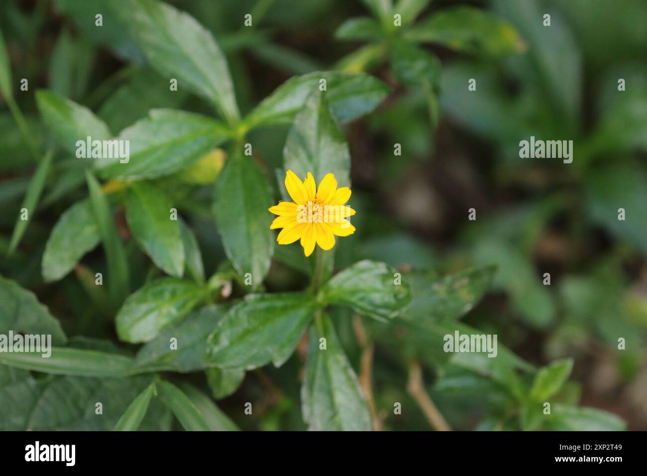 trailing daisy (Sphagneticola trilobata) Plantae Stock Photo - Alamy