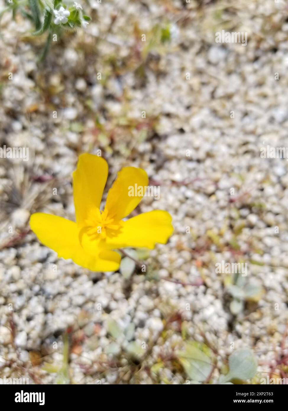 Little Gold Poppy (Eschscholzia minutiflora) Plantae Stock Photo - Alamy