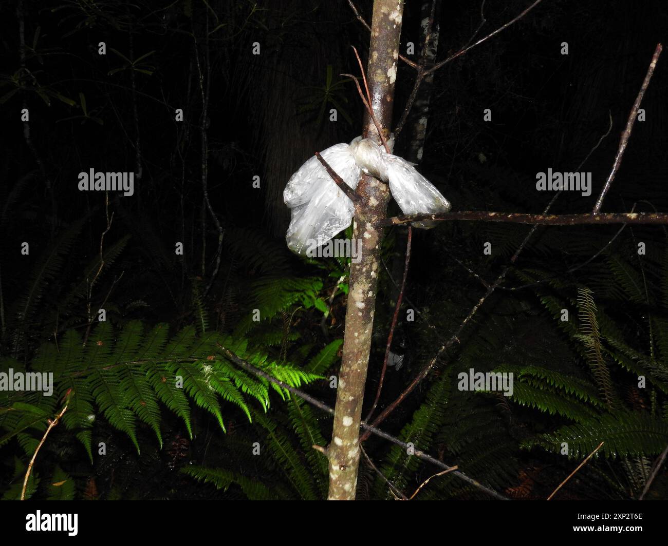 Blue Pouch Fungus (Clavogaster virescens) Fungi Stock Photo - Alamy