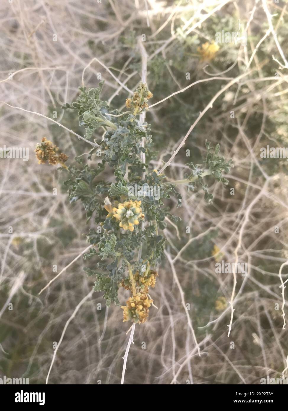 Burrobush (Ambrosia dumosa) Plantae Stock Photo - Alamy