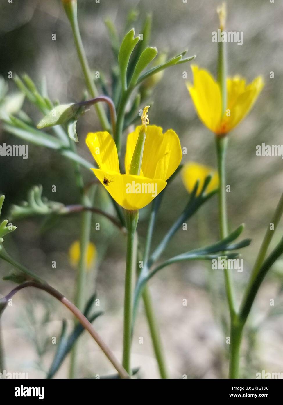 Little Gold Poppy (Eschscholzia minutiflora) Plantae Stock Photo - Alamy