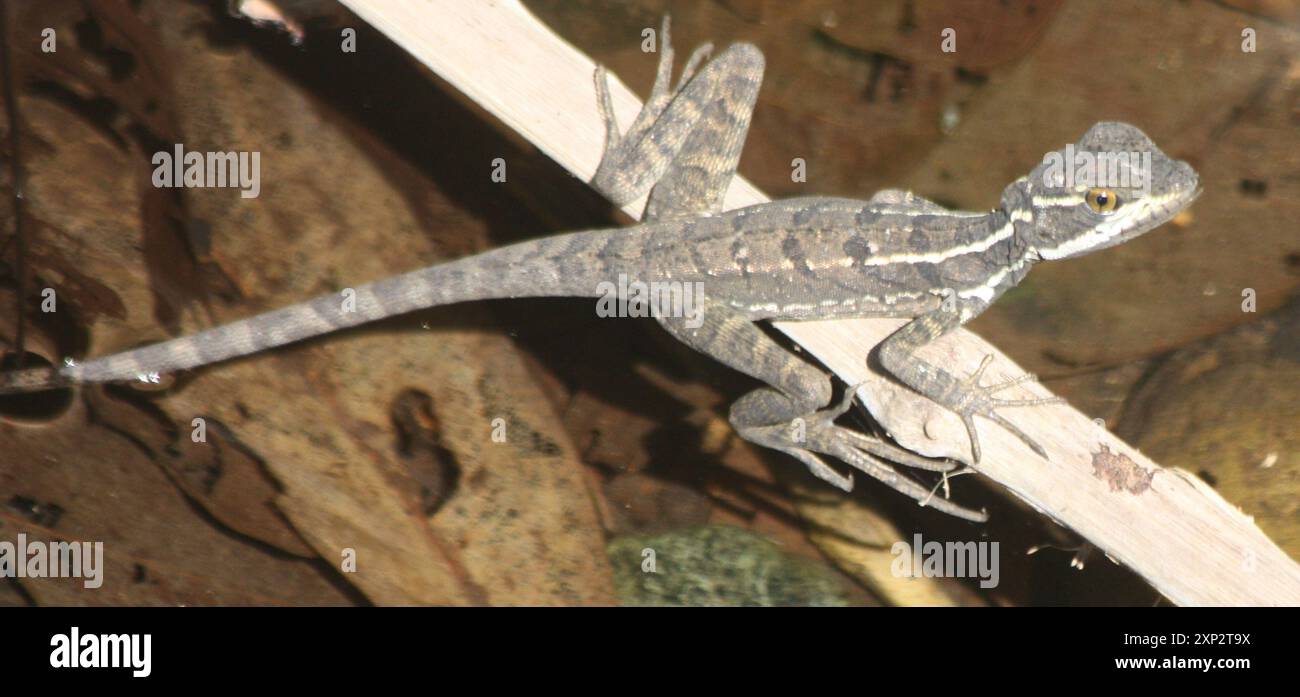 Common Basilisk (Basiliscus basiliscus) Reptilia Stock Photo - Alamy