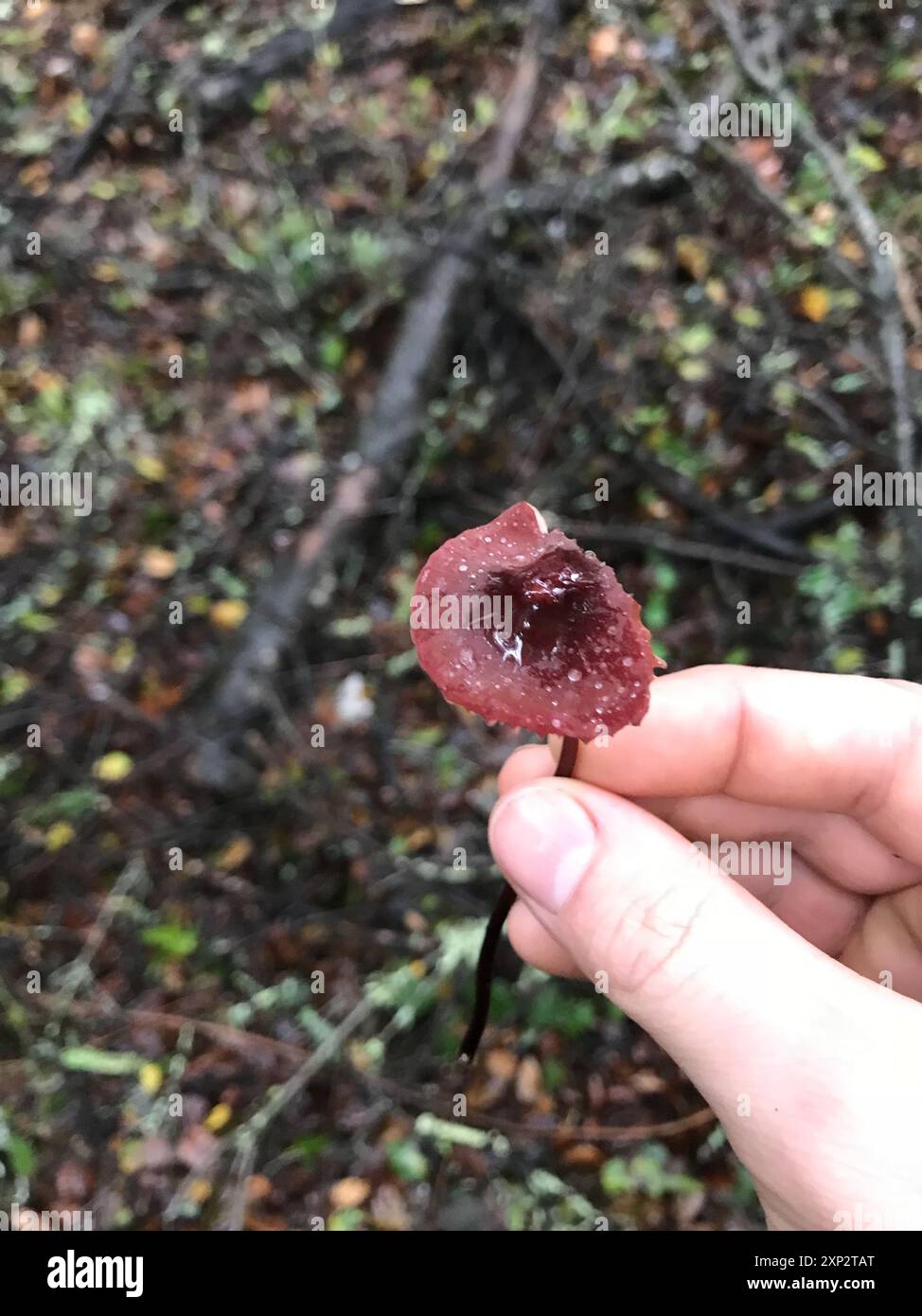 red pinwheel (Marasmius plicatulus) Fungi Stock Photo - Alamy