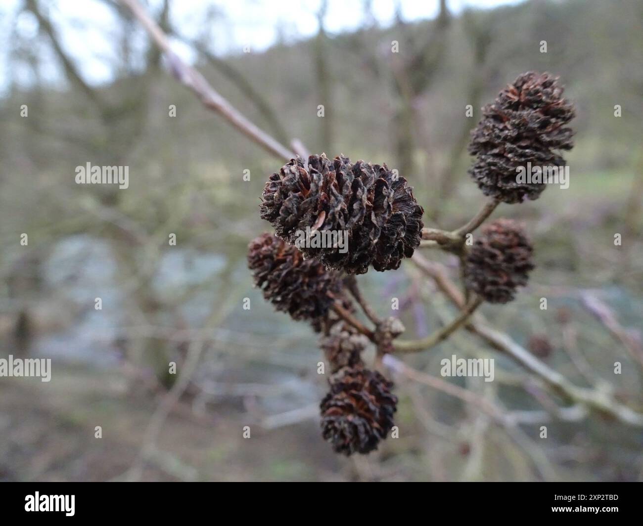 common alder (Alnus glutinosa) Plantae Stock Photo - Alamy
