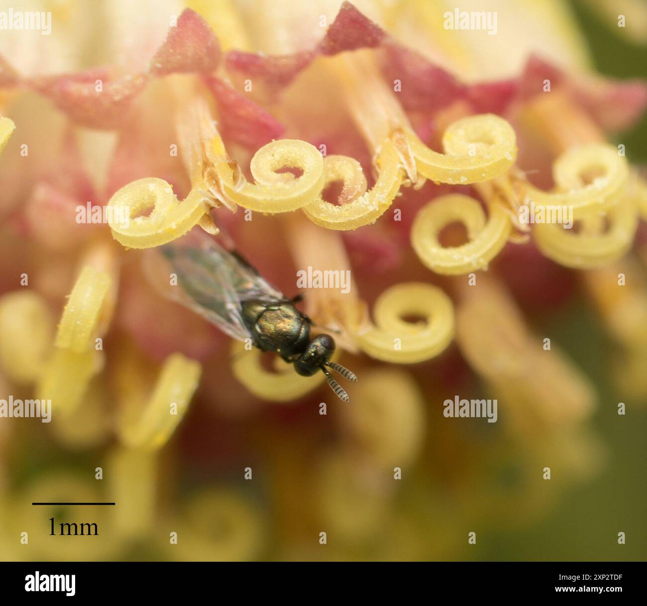 Chalcidoid Wasps (Chalcidoidea) Insecta Stock Photo - Alamy