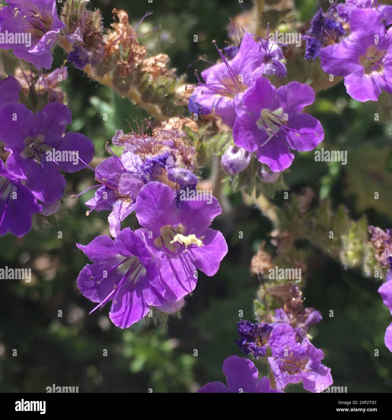 Notch-leaf Scorpionweed (Phacelia crenulata) Plantae Stock Photo - Alamy