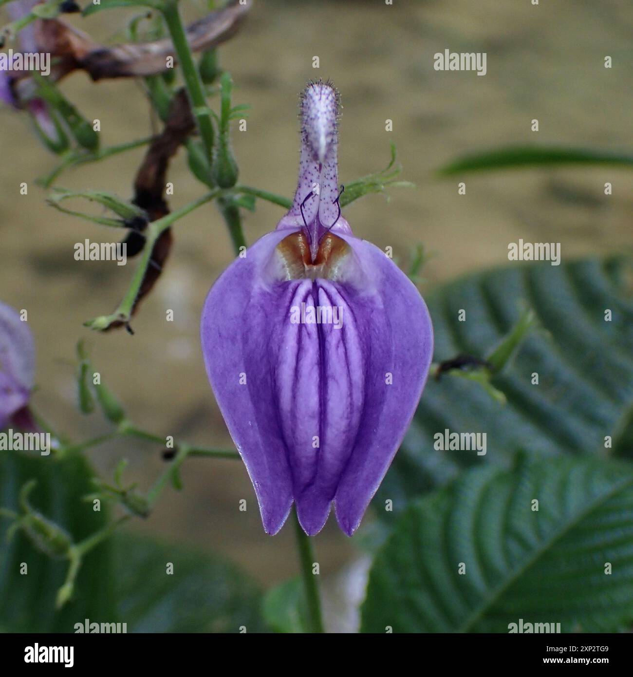 Tropical Giant Salvia (Brillantaisia owariensis) Plantae Stock Photo ...