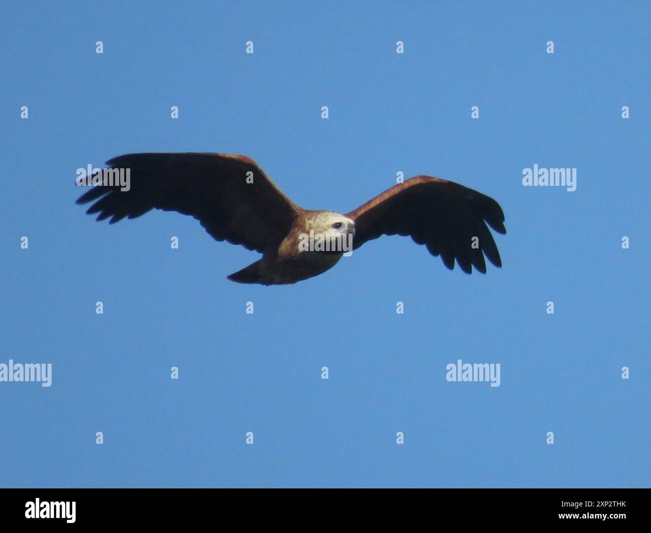 Black-collared Hawk (Busarellus nigricollis) Aves Stock Photo - Alamy