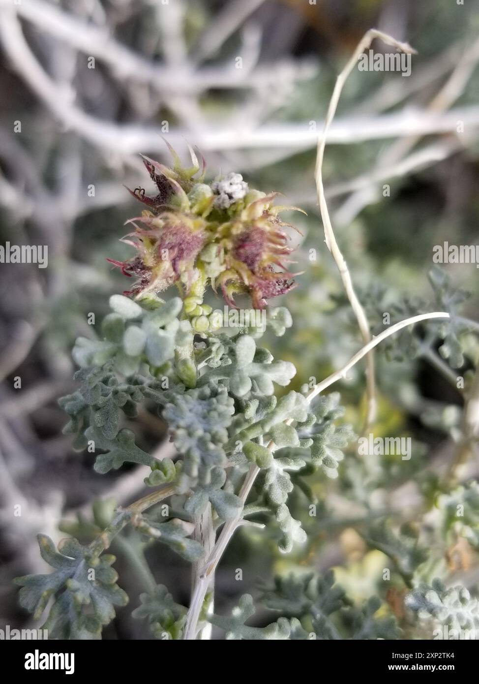 Burrobush (Ambrosia dumosa) Plantae Stock Photo - Alamy