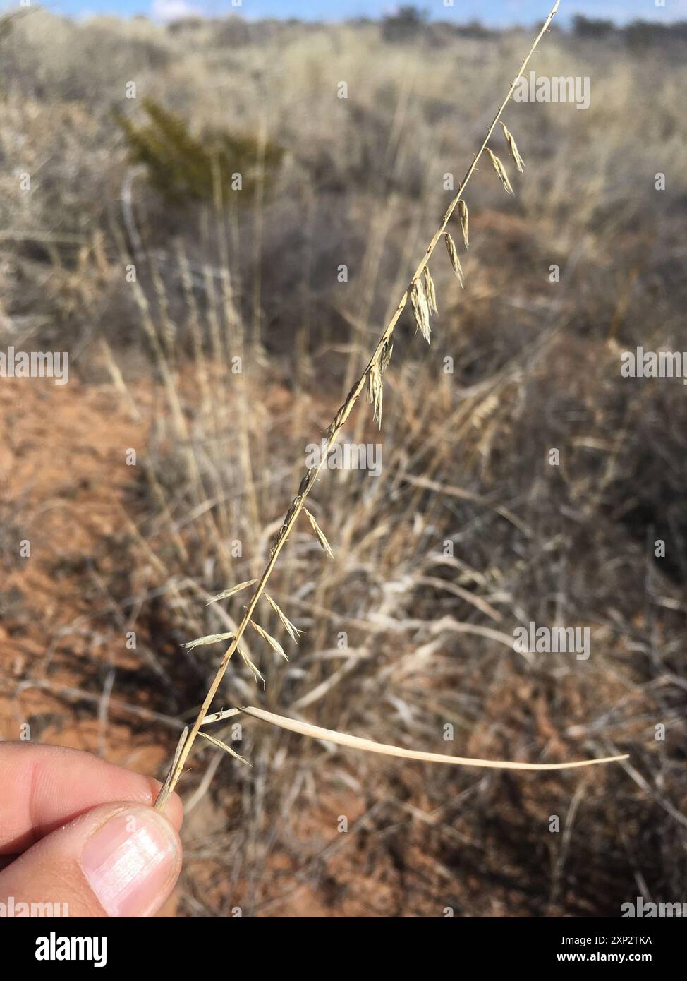 Sideoats Grama (Bouteloua curtipendula) Plantae Stock Photo - Alamy