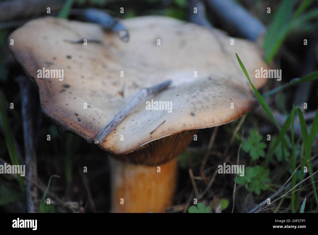 golden milkcap (Lactarius alnicola) Fungi Stock Photo - Alamy