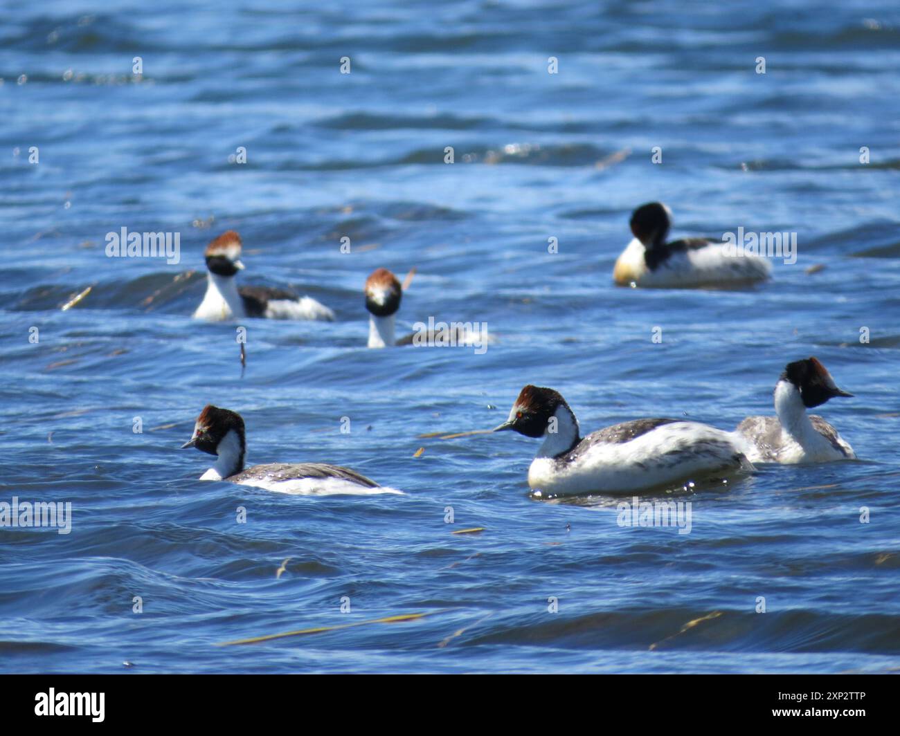 Hooded grebe hi-res stock photography and images - Alamy