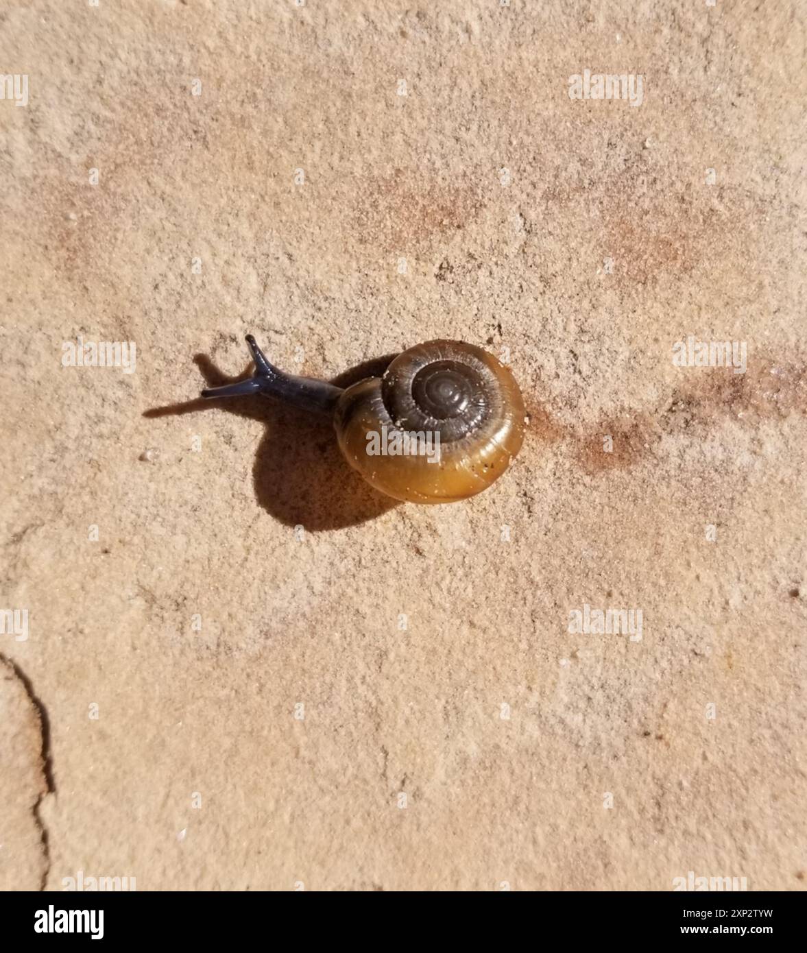 Typical Glass Snails (Oxychilus) Mollusca Stock Photo - Alamy