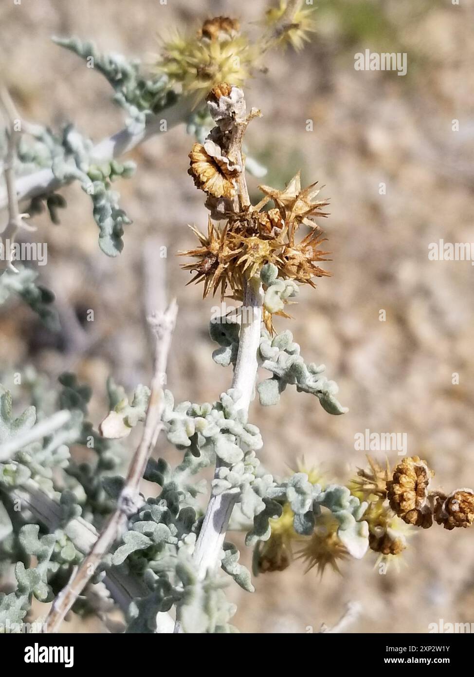 Burrobush (Ambrosia dumosa) Plantae Stock Photo - Alamy