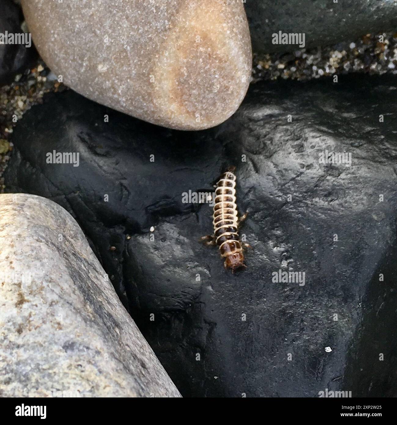 Pictured Rove Beetle (Thinopinus pictus) Insecta Stock Photo - Alamy