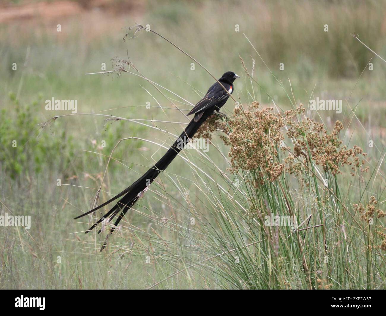 Long-tailed Widowbird (Euplectes progne) Aves Stock Photo - Alamy