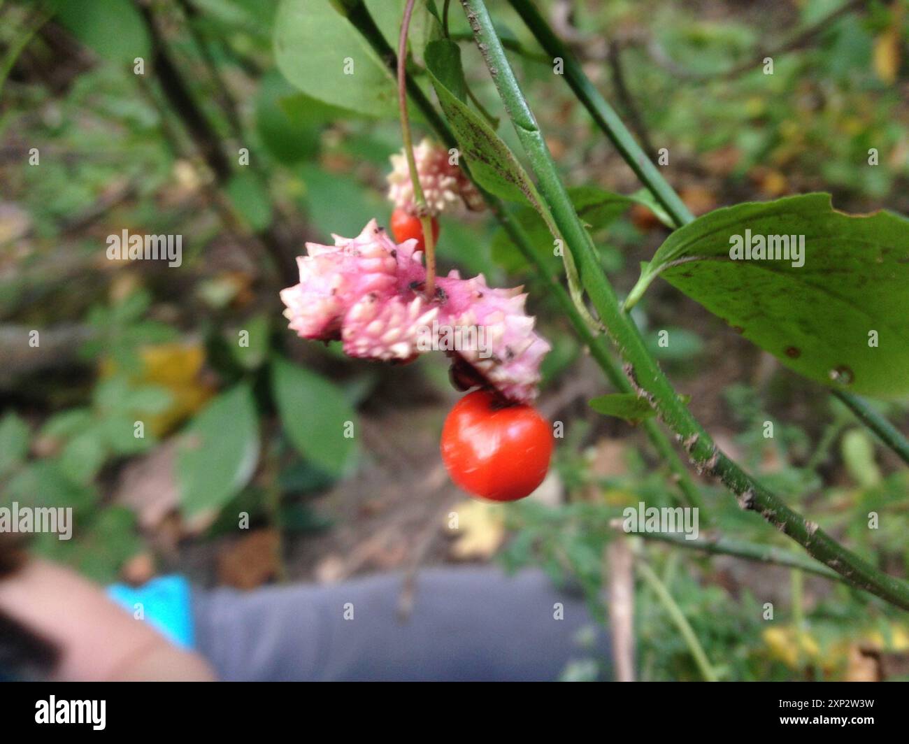 Running Strawberry-bush (Euonymus obovatus) Plantae Stock Photo - Alamy