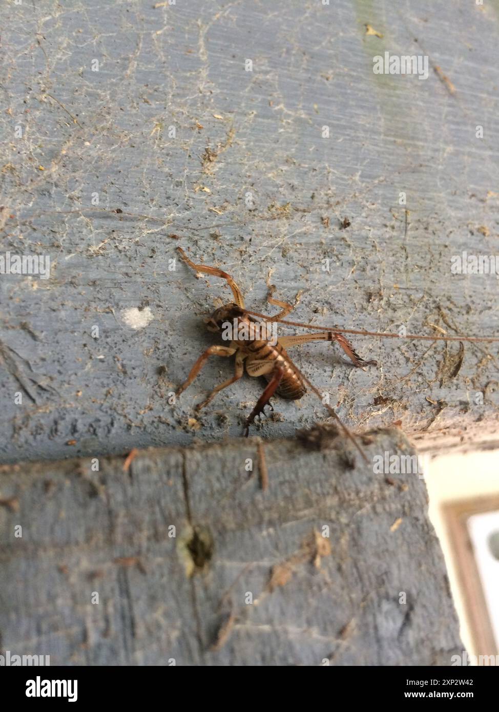 Auckland Tree Weta (Hemideina thoracica) Insecta Stock Photo - Alamy