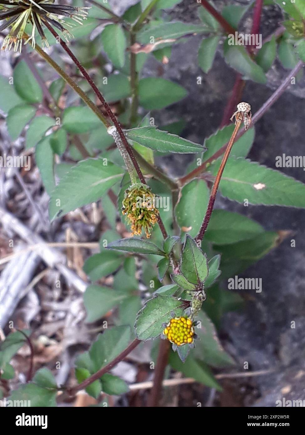 Hairy Beggarticks (Bidens pilosa) Plantae Stock Photo - Alamy