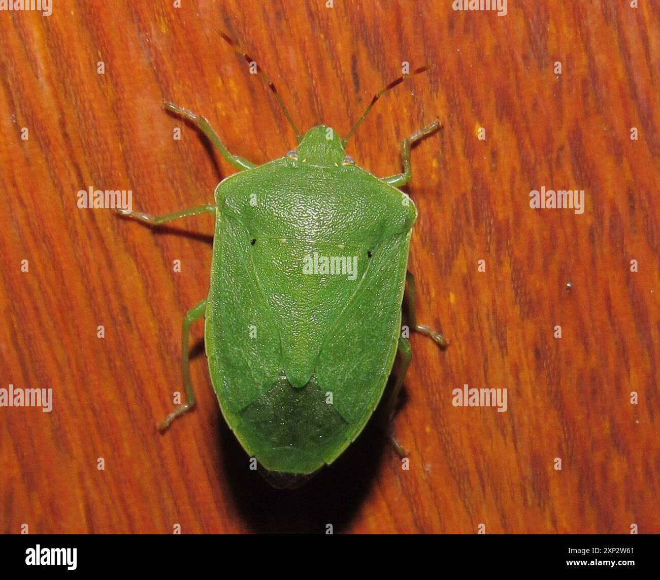 Southern Green Stink Bug (Nezara viridula) Insecta Stock Photo - Alamy