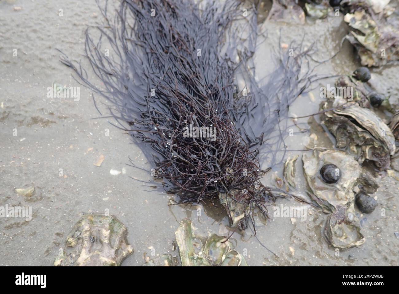 red algae (Rhodophyta) Plantae Stock Photo - Alamy