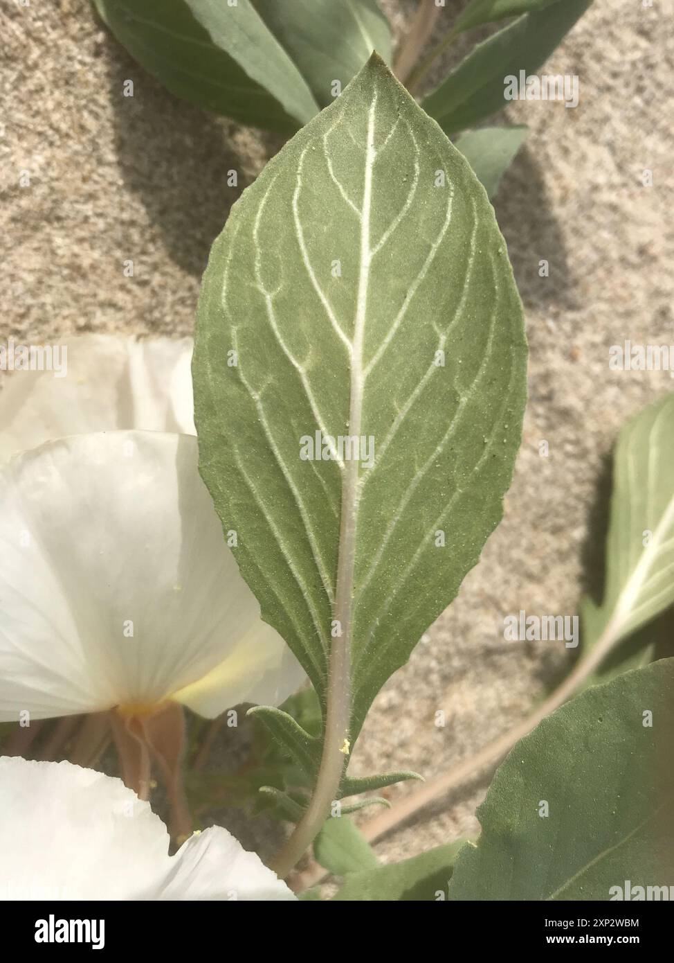 Annual Evening Primrose (Oenothera deltoides deltoides) Plantae Stock ...