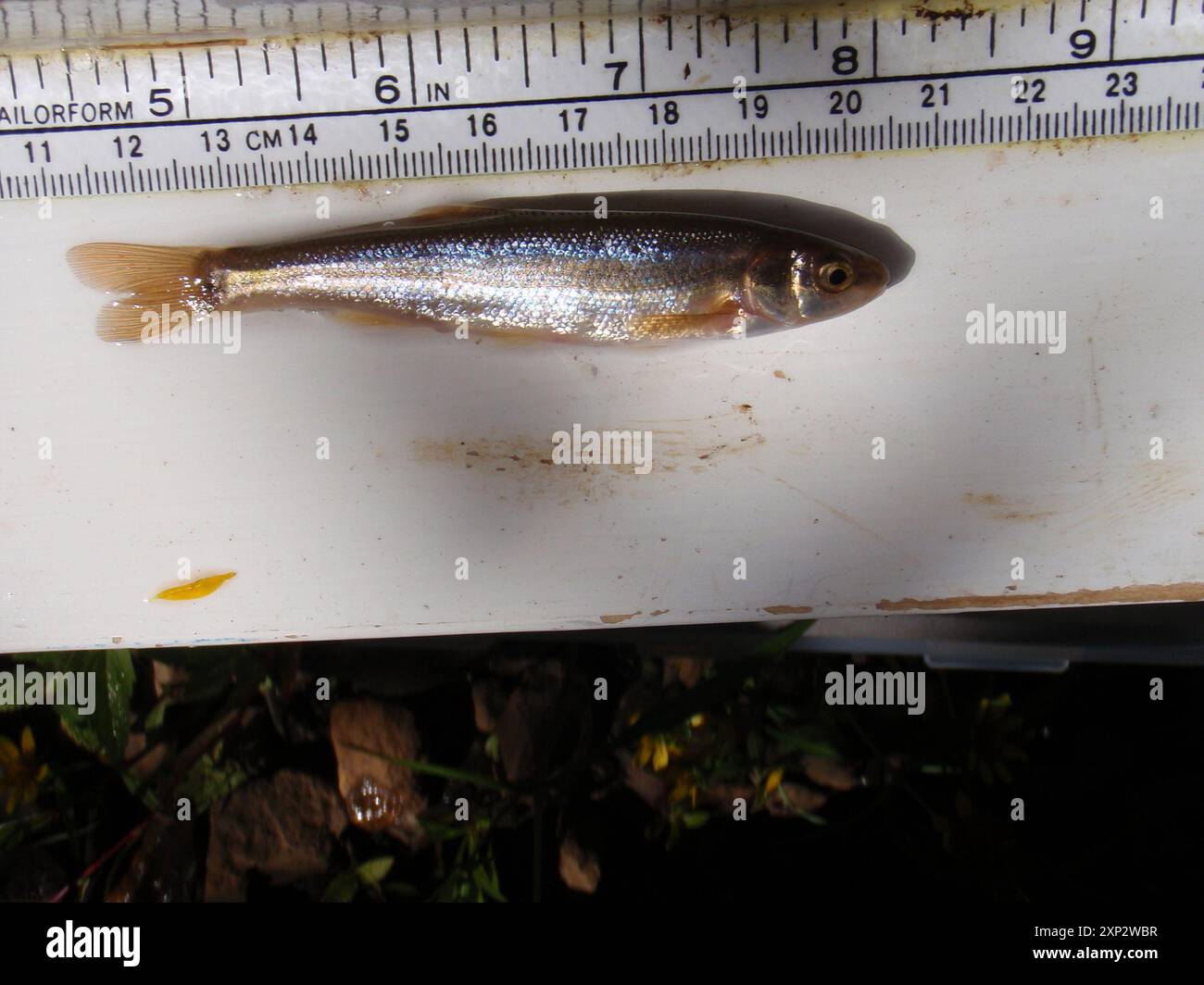 Chub lake hi-res stock photography and images - Alamy