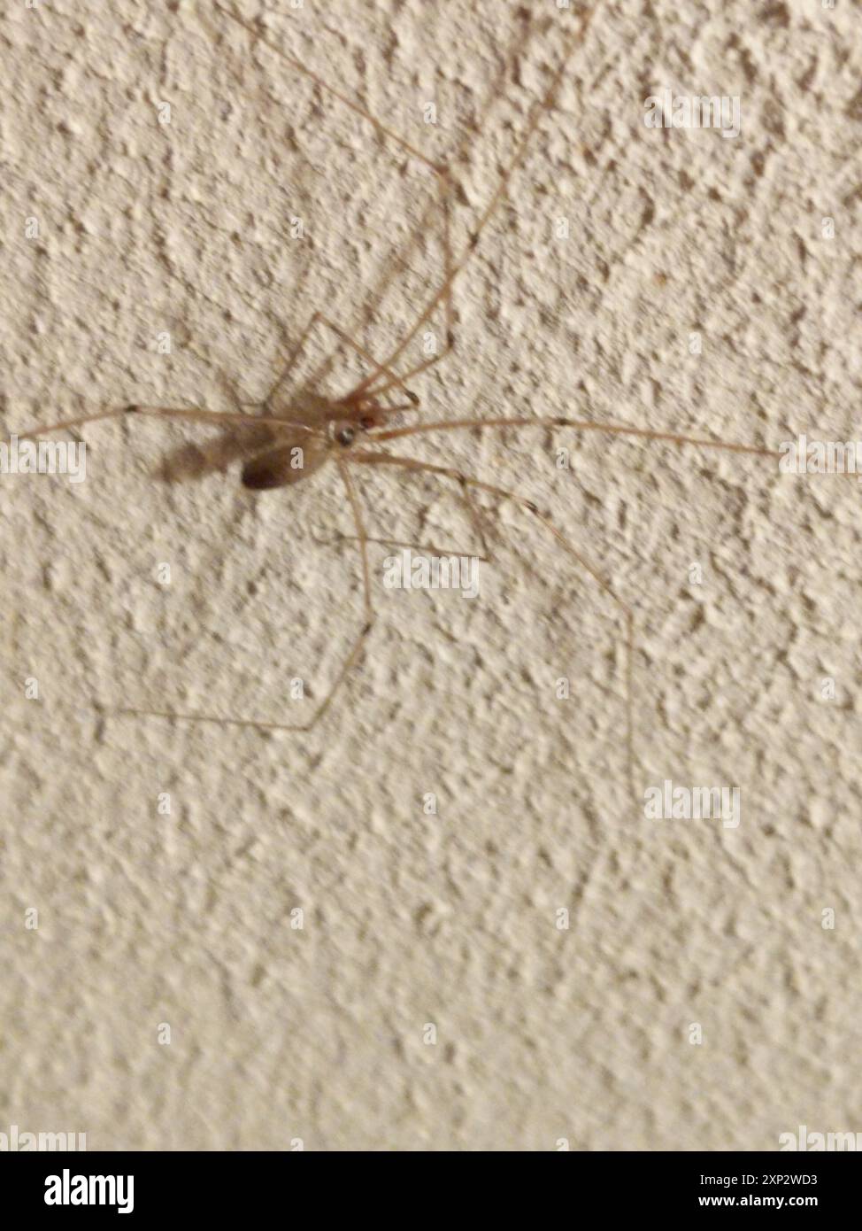 Long-bodied Cellar Spider (Pholcus phalangioides) Arachnida Stock Photo ...