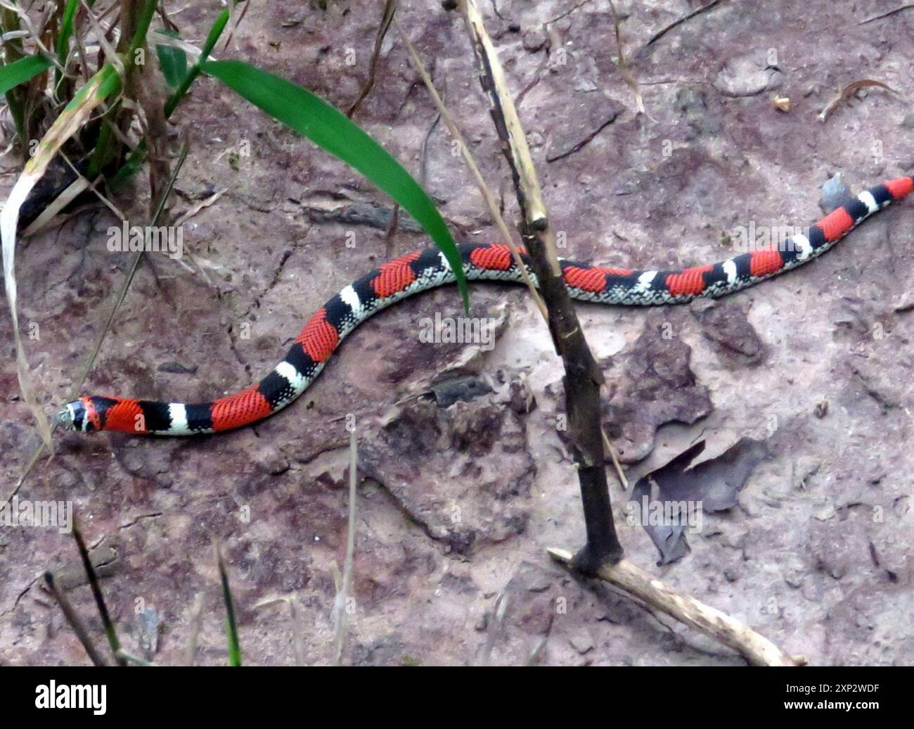 Banded Hognose Snake (Xenodon pulcher) Reptilia Stock Photo - Alamy