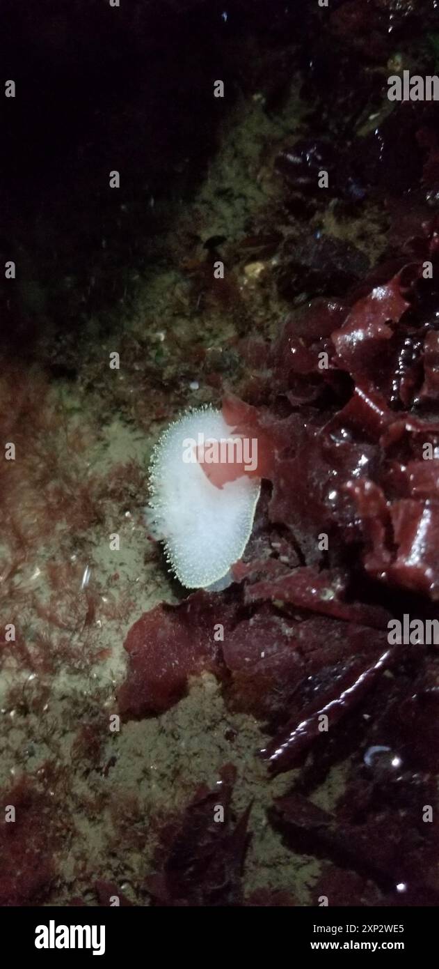 Hudson's Horned Dorid (Acanthodoris hudsoni) Mollusca Stock Photo - Alamy