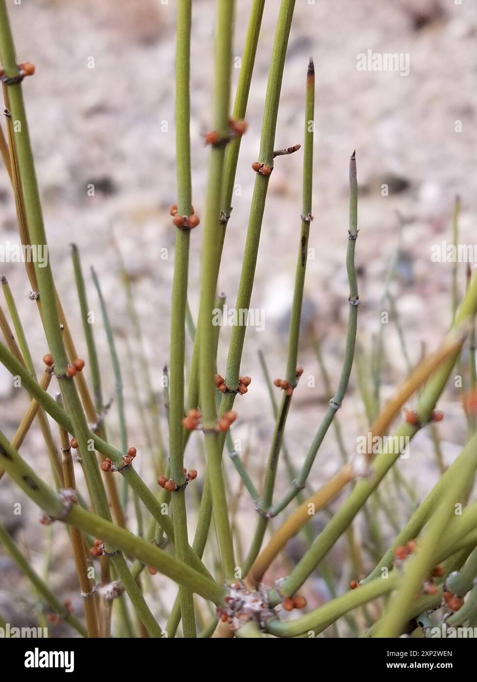 Nevada Jointfir (Ephedra nevadensis) Plantae Stock Photo - Alamy