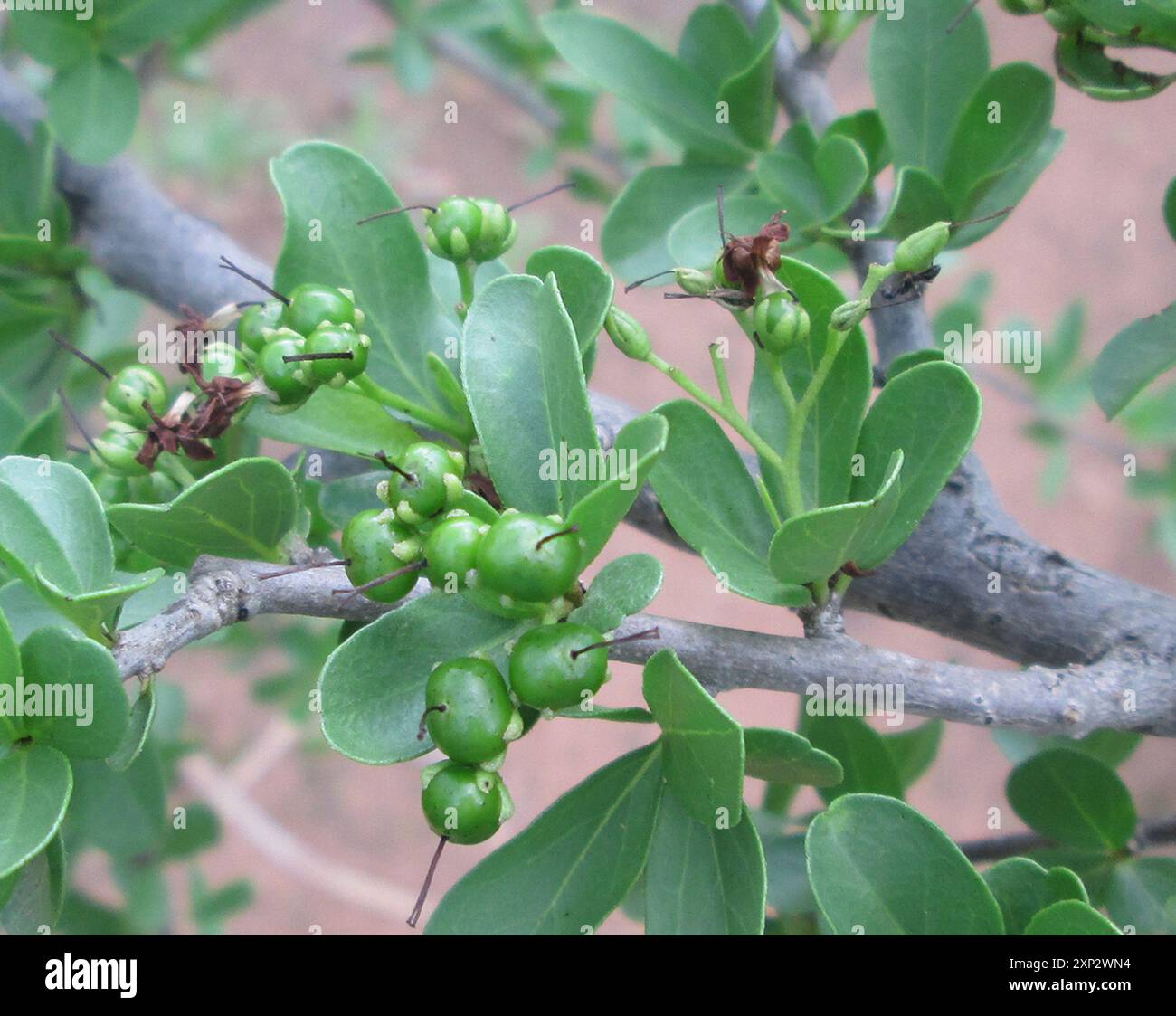 Puzzle Bush (Ehretia rigida) Plantae Stock Photo - Alamy
