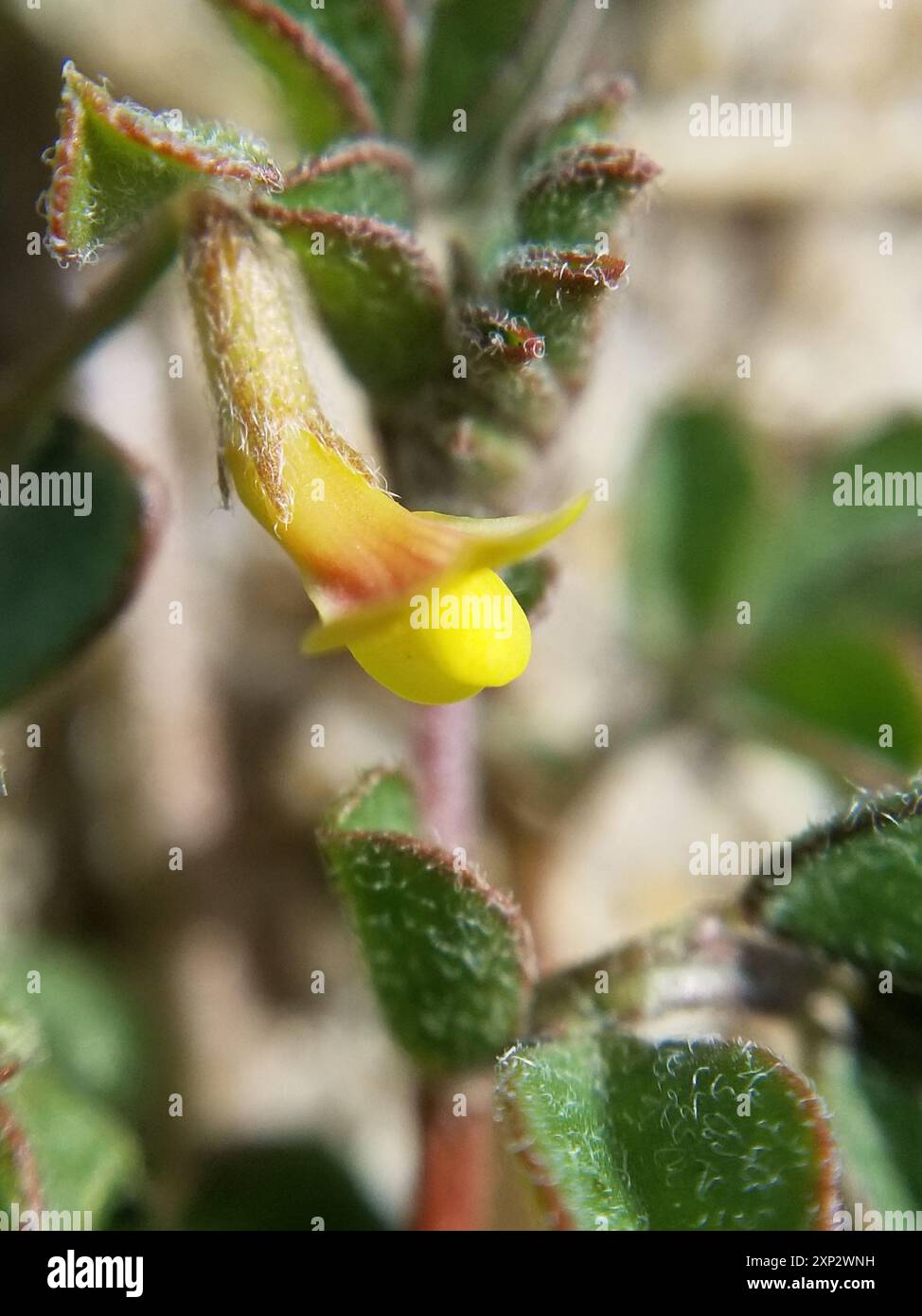 Strigose lotus hi-res stock photography and images - Alamy