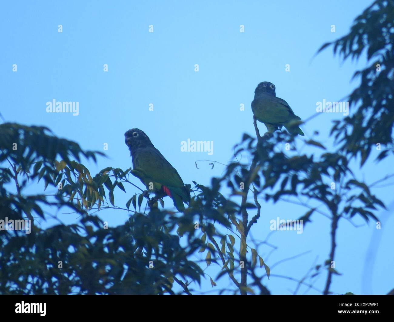 Scaly-headed Parrot (Pionus maximiliani) Aves Stock Photo - Alamy