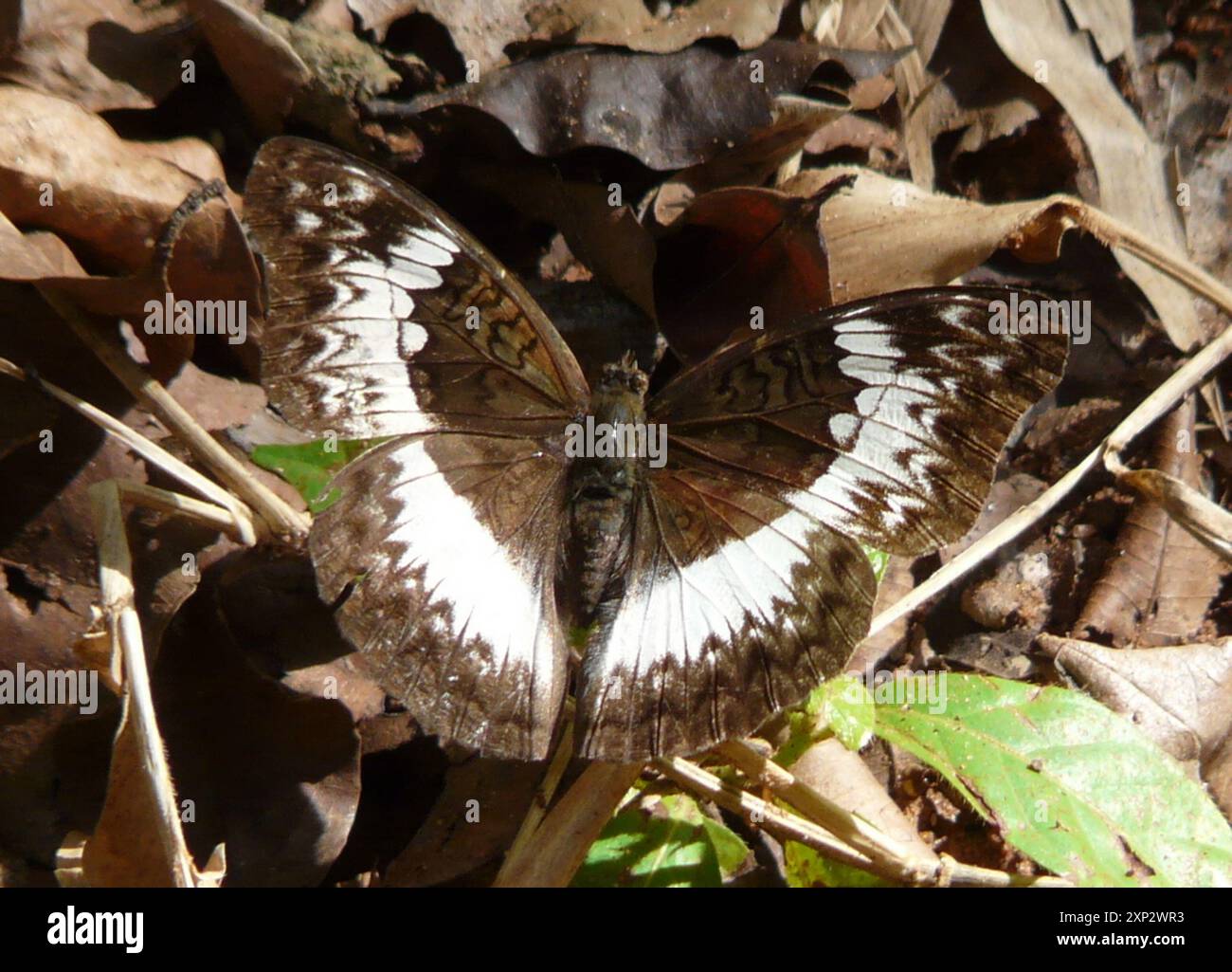 Coranus hi-res stock photography and images - Alamy
