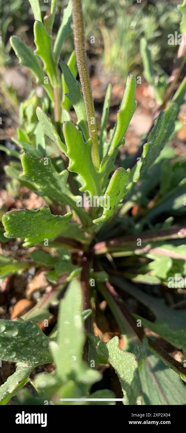 Cape marigold (Dimorphotheca sinuata) Plantae Stock Photo - Alamy