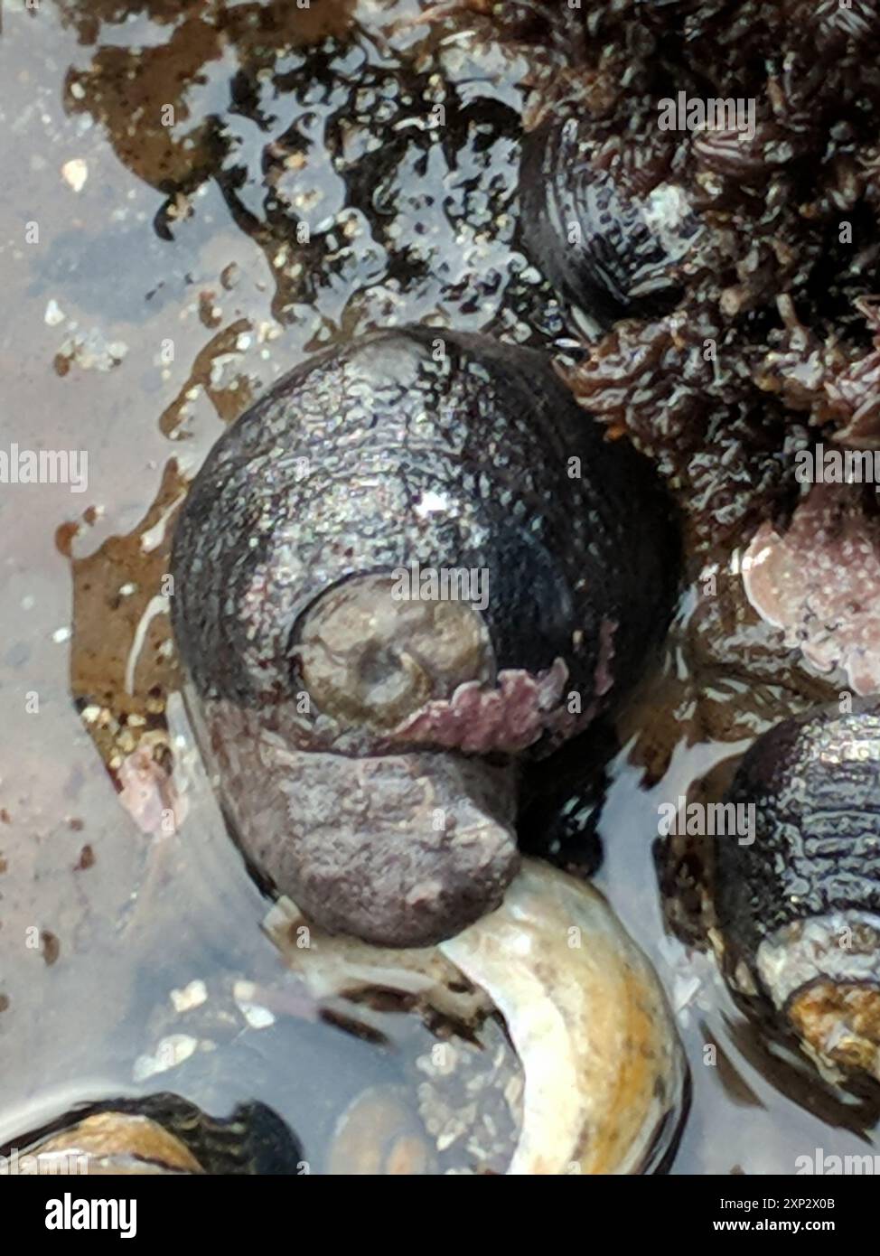 Turban Snails (Turbinidae) Mollusca Stock Photo - Alamy