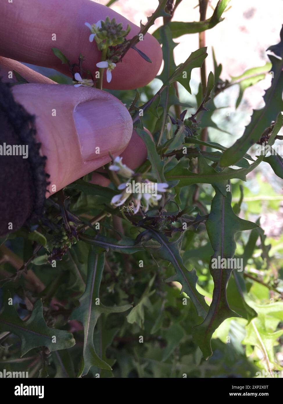 California mustard (Caulanthus lasiophyllus) Plantae Stock Photo - Alamy