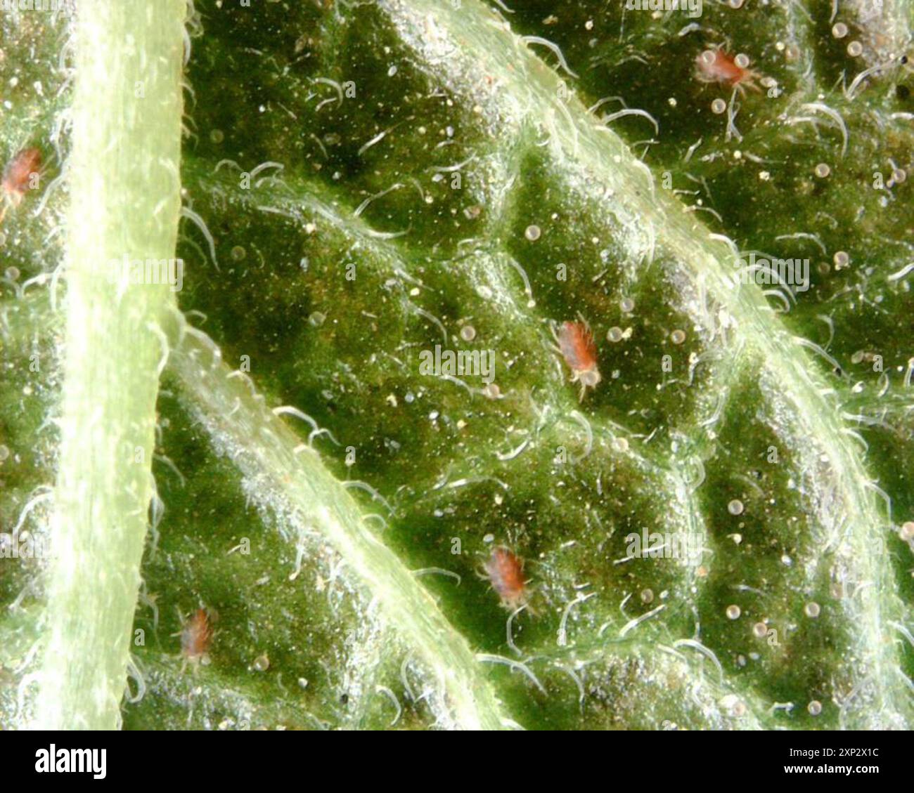 Twospotted Spider Mite (Tetranychus urticae) Arachnida Stock Photo - Alamy
