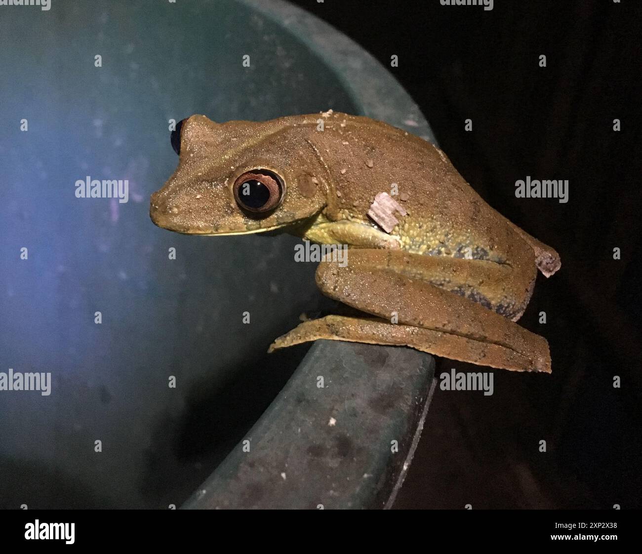 Upper Orinoco Tree Frog (Boana wavrini) Amphibia Stock Photo - Alamy